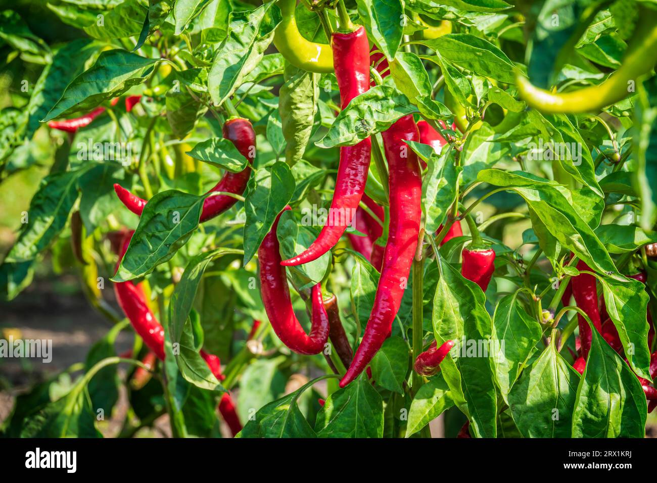 Pepper plants in the garden. Red hot pepper pods Stock Photo - Alamy