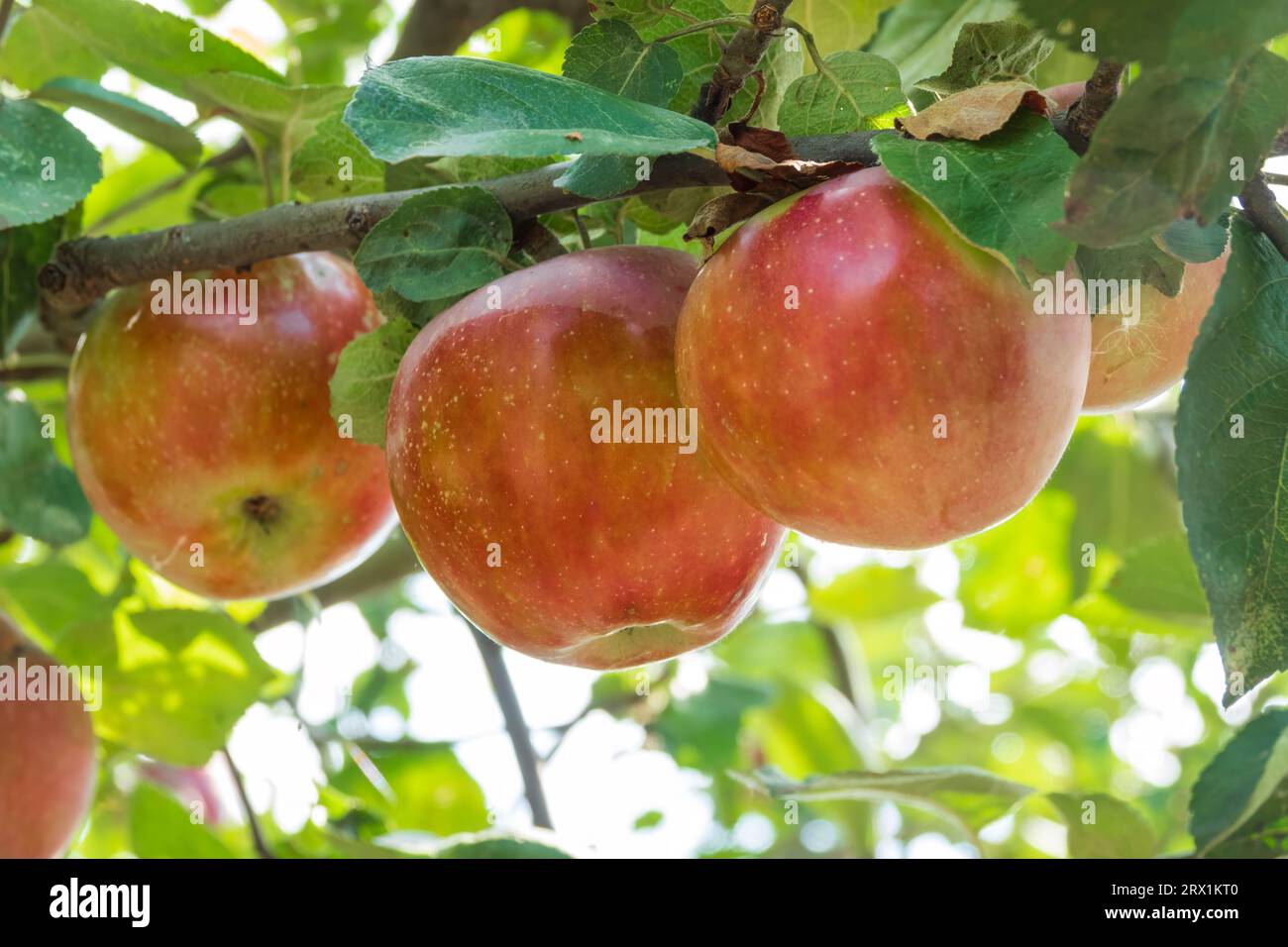 Harvest of natural organic apples on the apple tree branch. Healthy ...