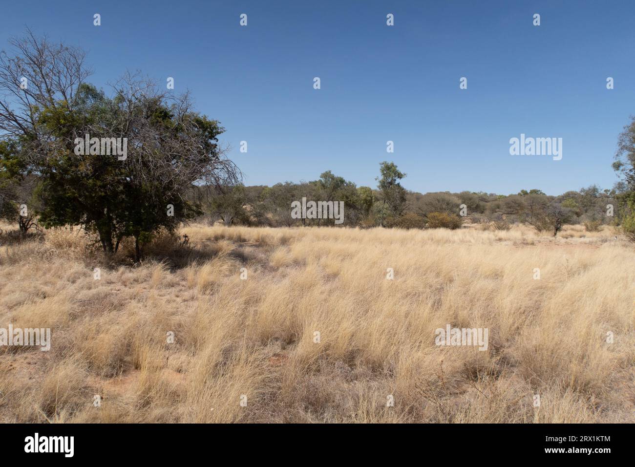 the open tundra wild plains of outback Australia in Western Queensland ...