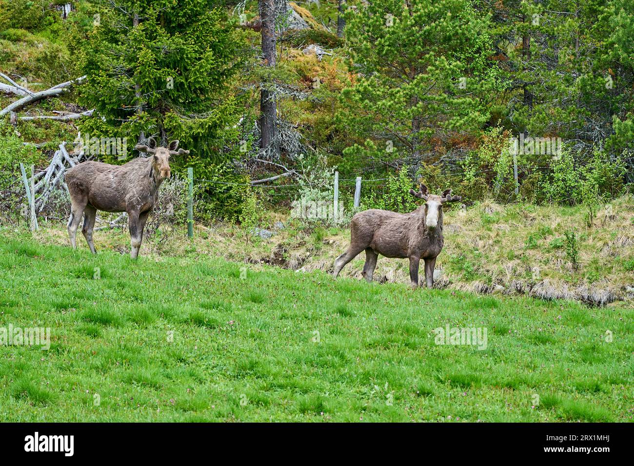 Scandinavian Moose with antlers standing on a meadow and granzing on ...