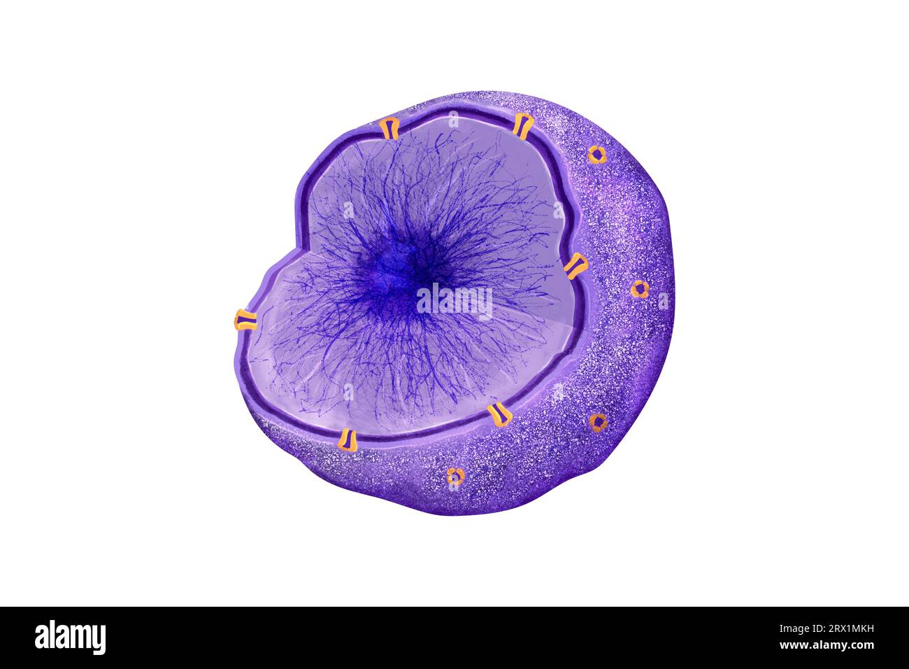 Nucleus: Eukaryotic cell's central organelle, enclosed by a double membrane, containing DNA in ...