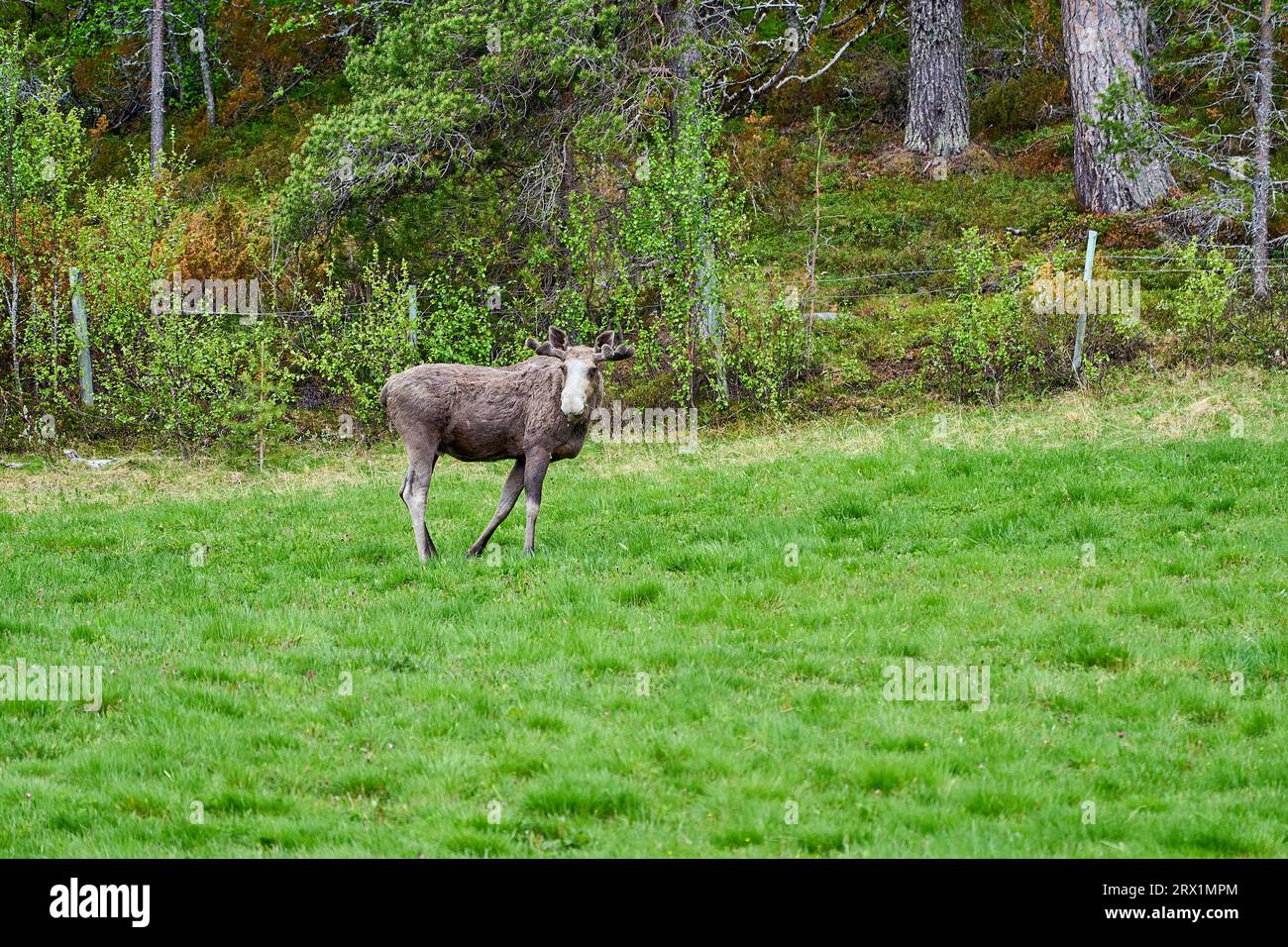 Scandinavian Moose with antlers standing on a meadow and granzing on ...