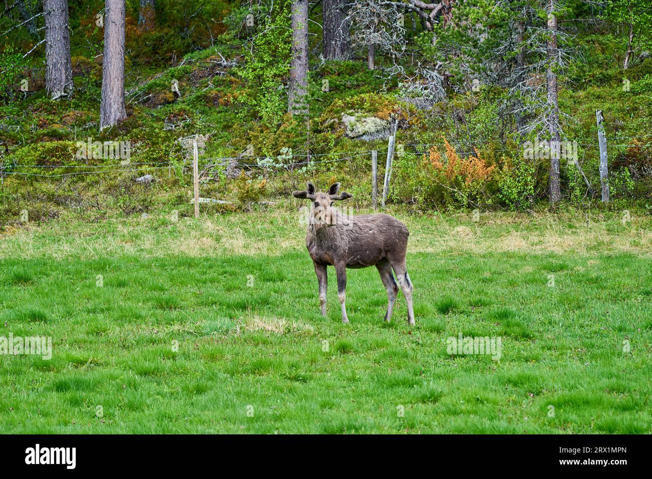 Scandinavian Moose with antlers standing on a meadow and granzing on ...