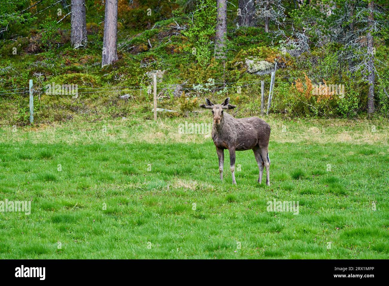Scandinavian Moose with antlers standing on a meadow and granzing on ...