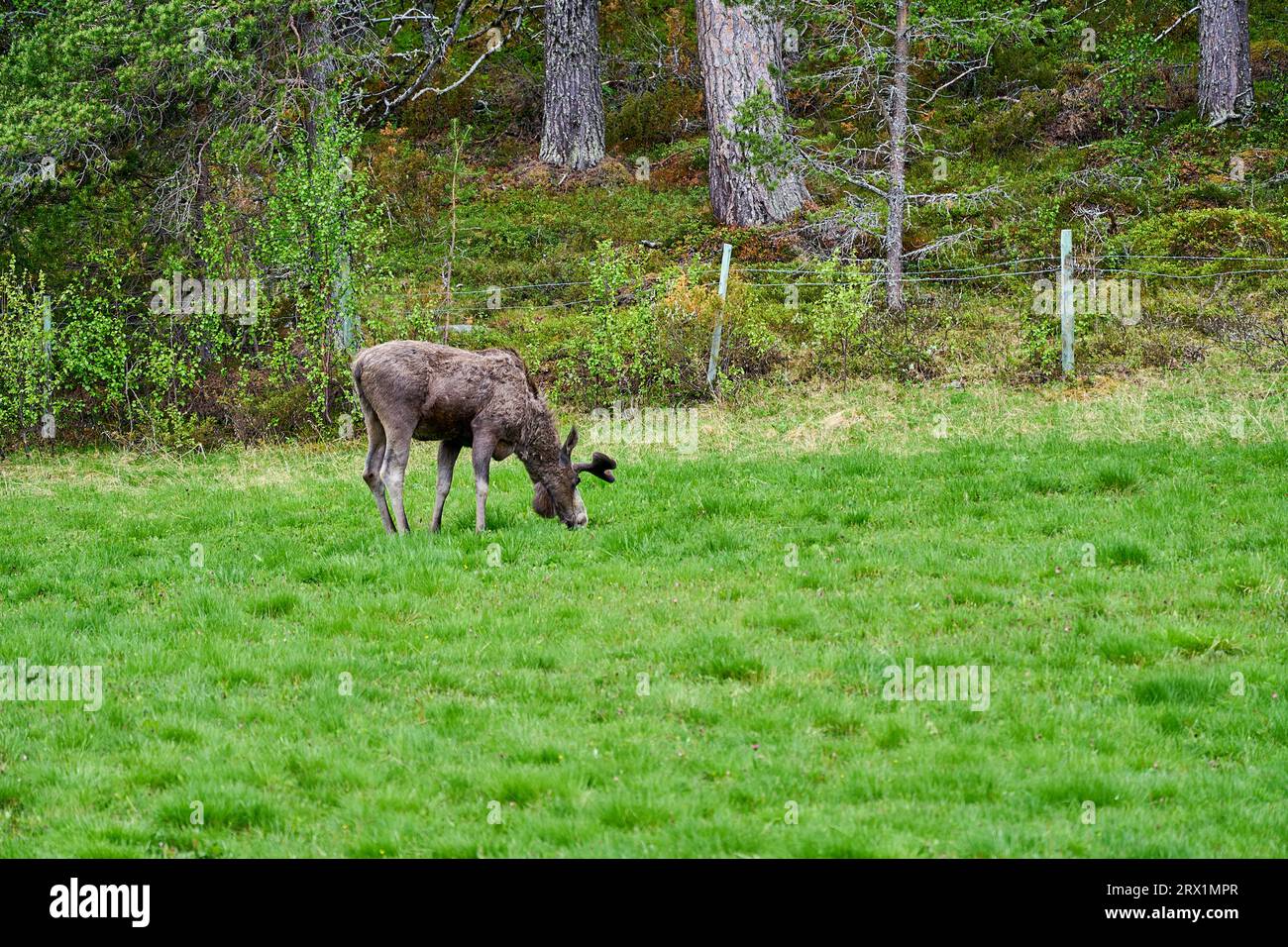 Scandinavian Moose with antlers standing on a meadow and granzing on ...