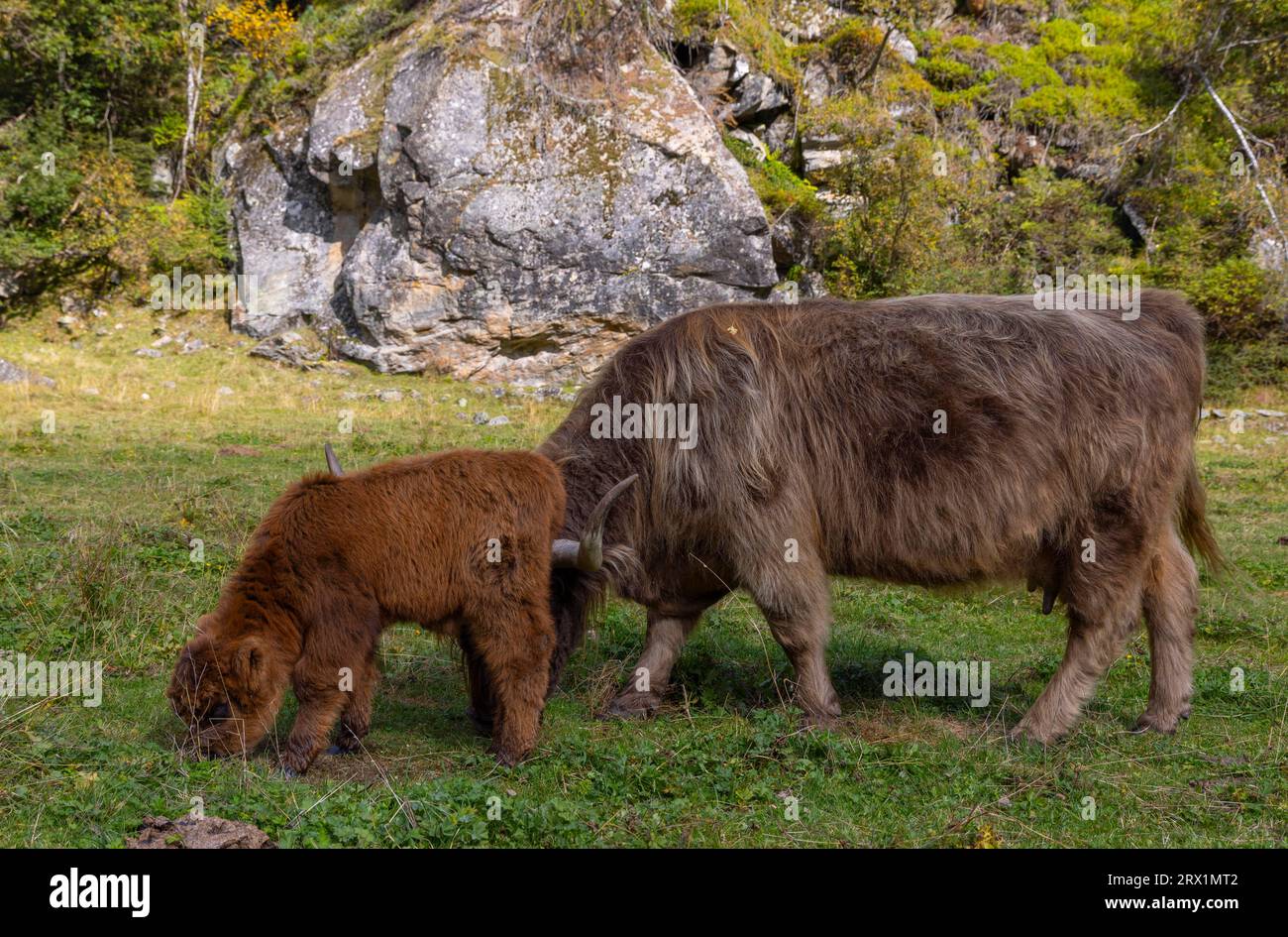Scottish Highland Cattle, Highland Cattle or Kyloe (Scottish Gaelic Bo ...