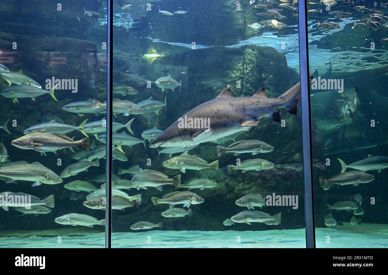 Sand tiger shark (Carcharias taurus), Two Oceans Aquarium, Cape Town ...