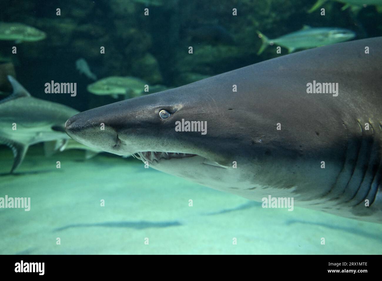 Sand tiger shark (Carcharias taurus), Two Oceans Aquarium, Cape Town ...