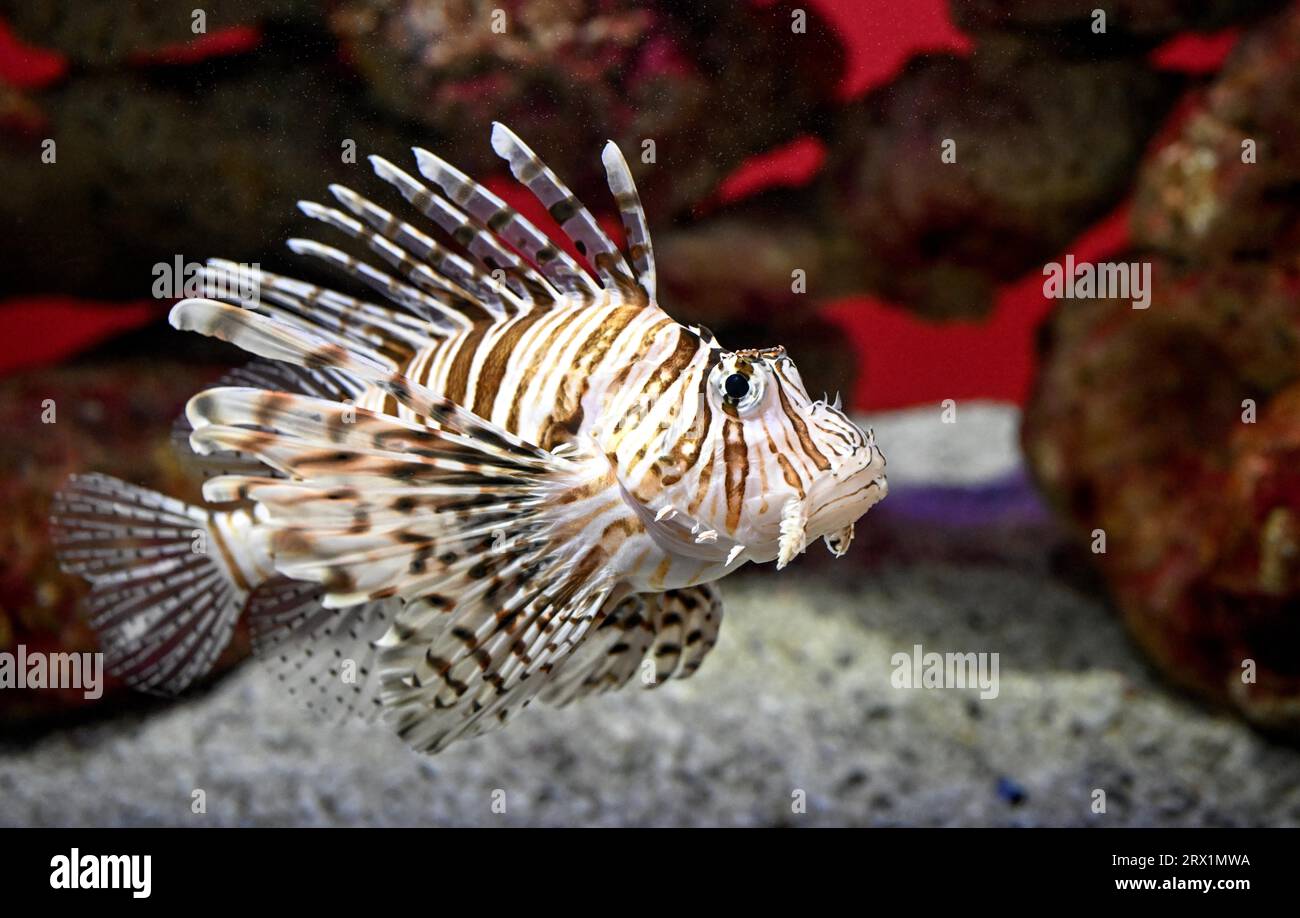 Lionfish (Pterois miles), Two Oceans Aquarium, Cape Town, Western Cape ...