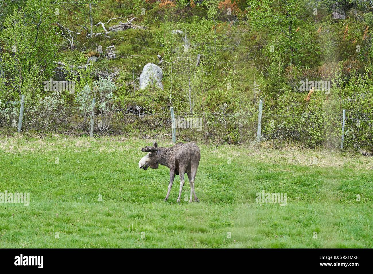 Scandinavian Moose with antlers standing on a meadow and granzing on ...