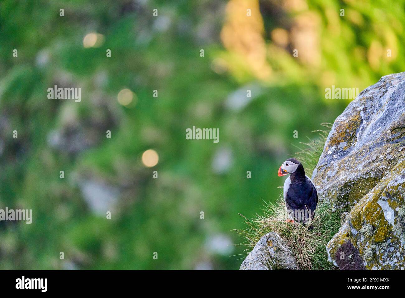 Cute and adorable Puffin seabird, fratercula, sitting in a breeding ...