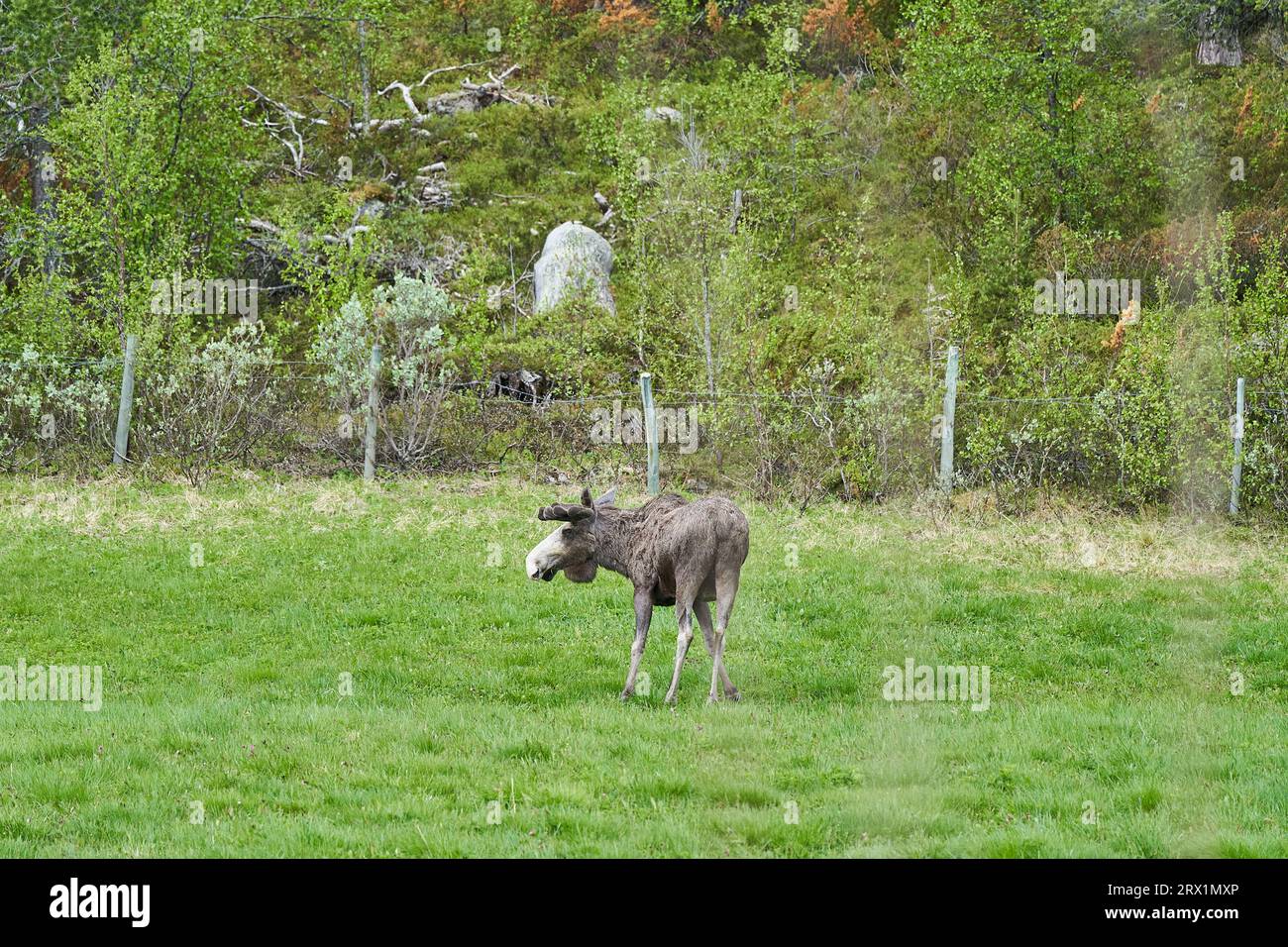 Scandinavian Moose with antlers standing on a meadow and granzing on ...