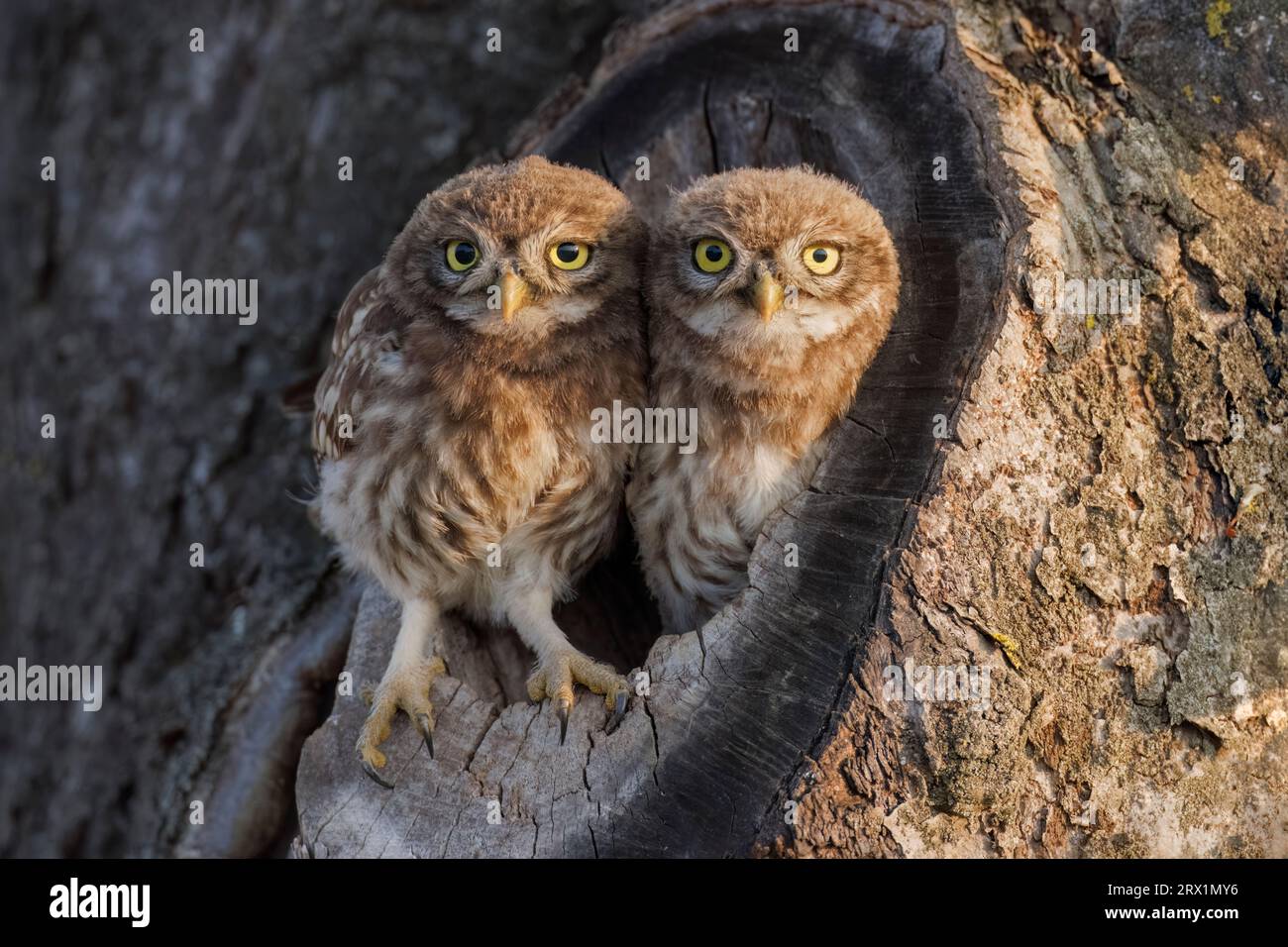 True bird's eye view hi-res stock photography and images - Alamy
