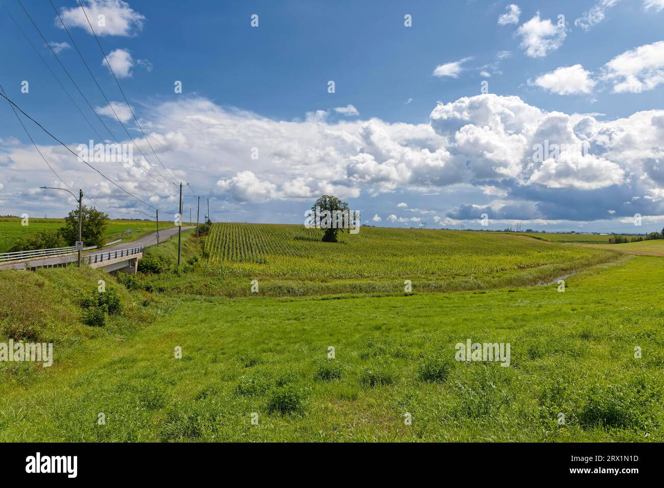 Agriculture, corn field, farmland, Province of Quebec, Canada Stock ...
