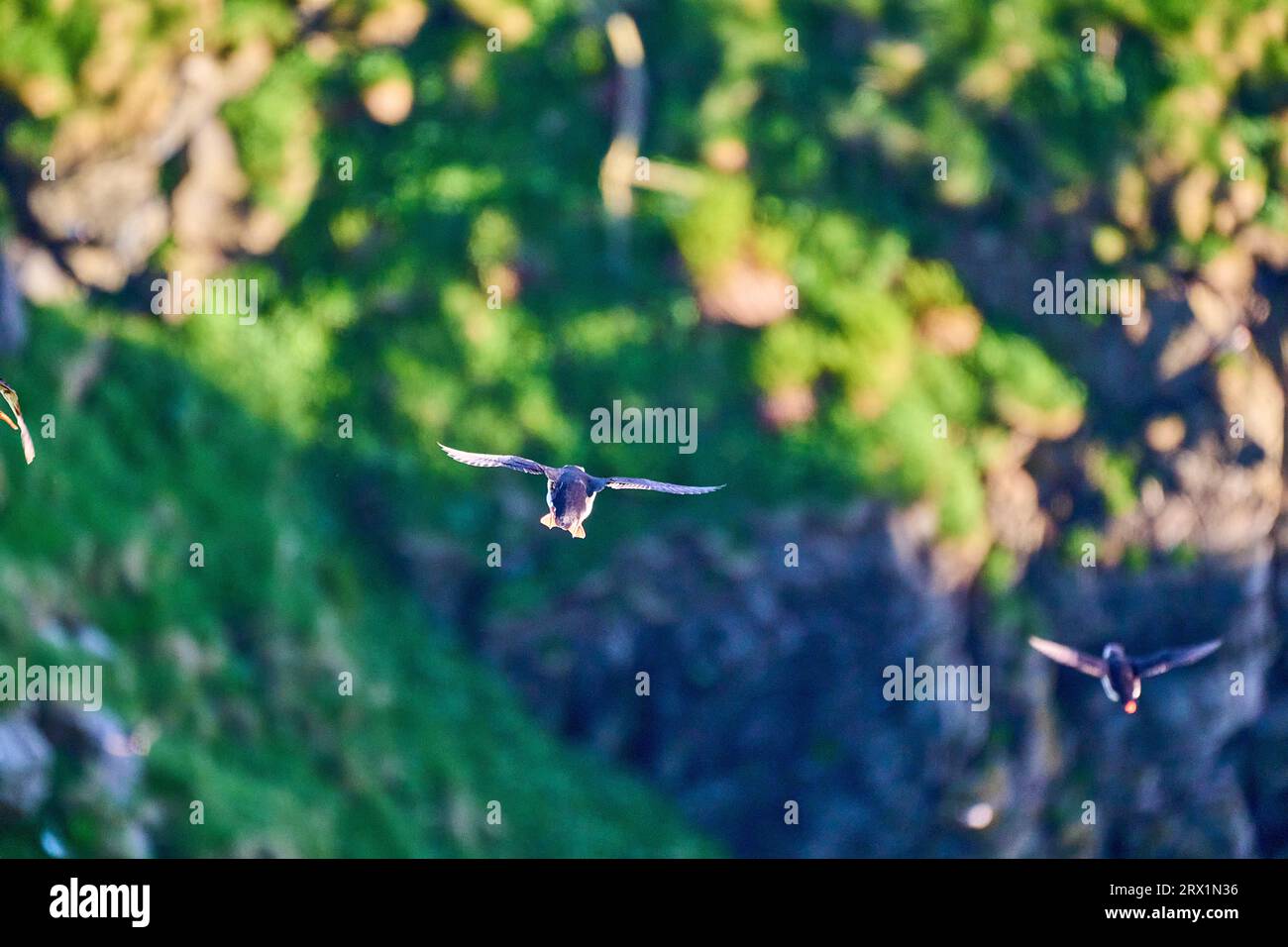 Cute and adorable Puffin seabird, fratercula, flying over a high cliff ...