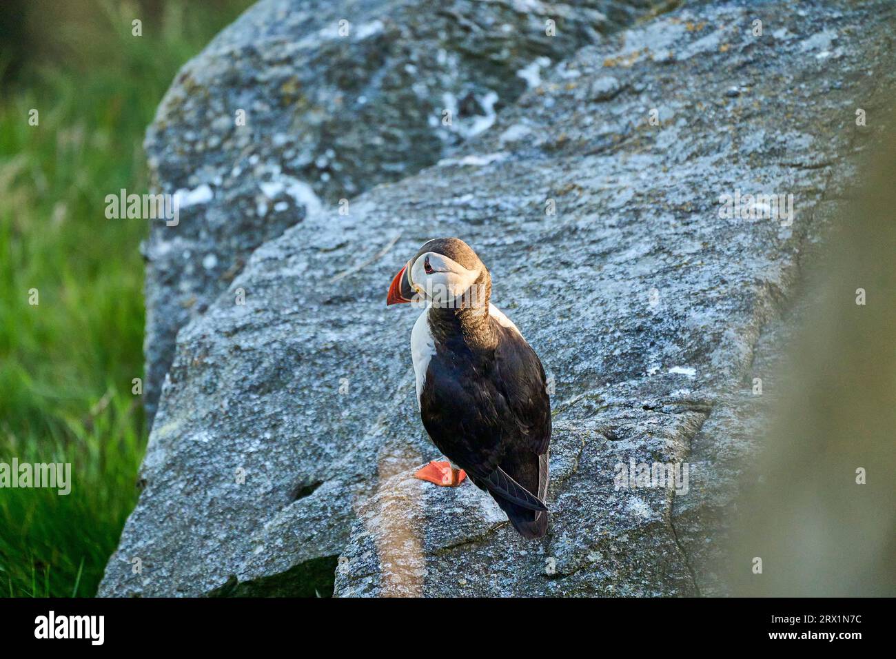 Cute and adorable Puffin seabird, fratercula, sitting in a breeding ...