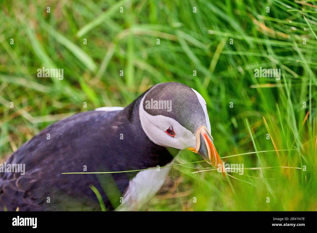 Cute and adorable Puffin seabird, fratercula, collecting nesting ...