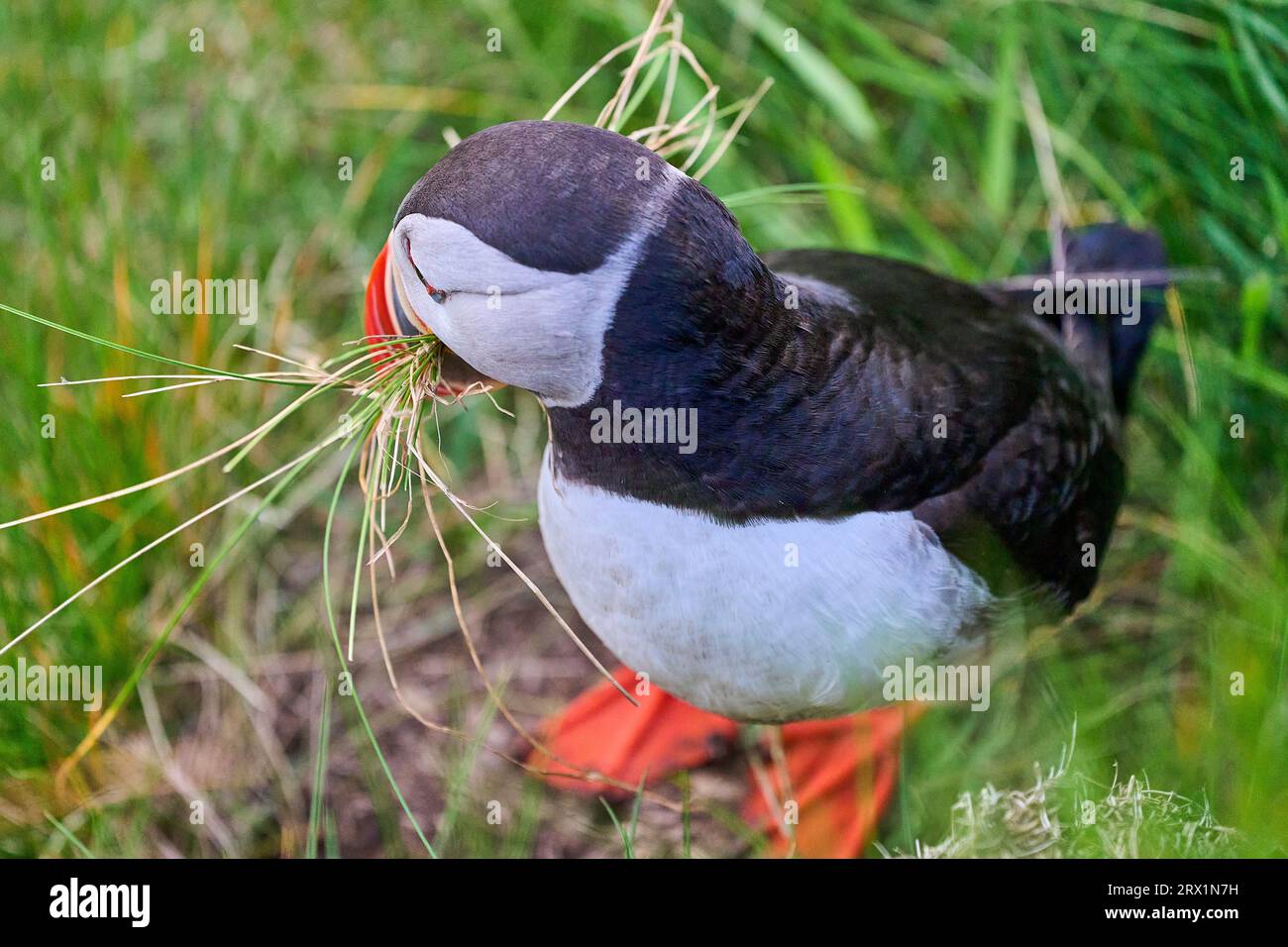 Cute and adorable Puffin seabird, fratercula, collecting nesting ...