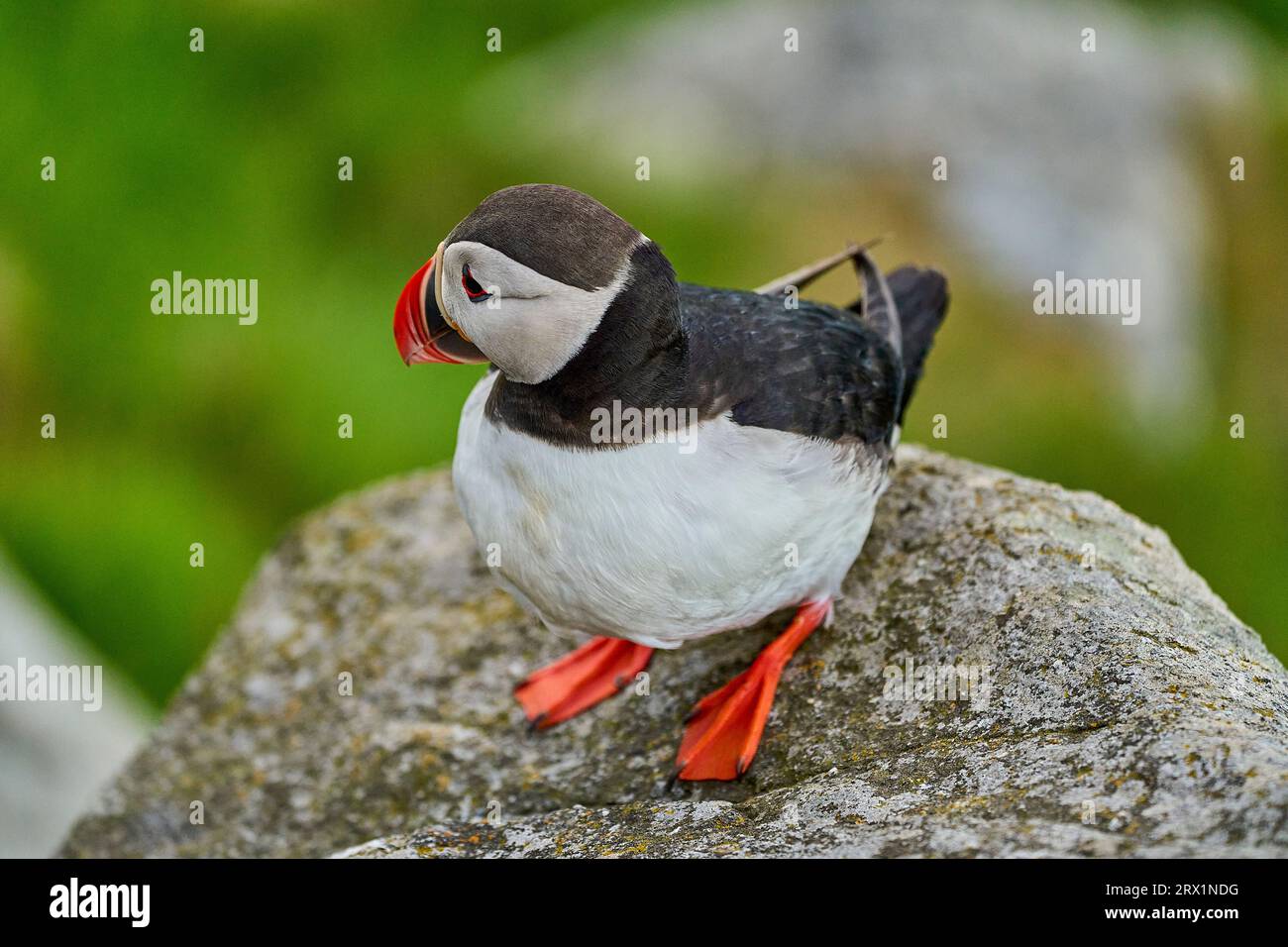 Cute and adorable Puffin seabird, fratercula, sitting in a breeding ...