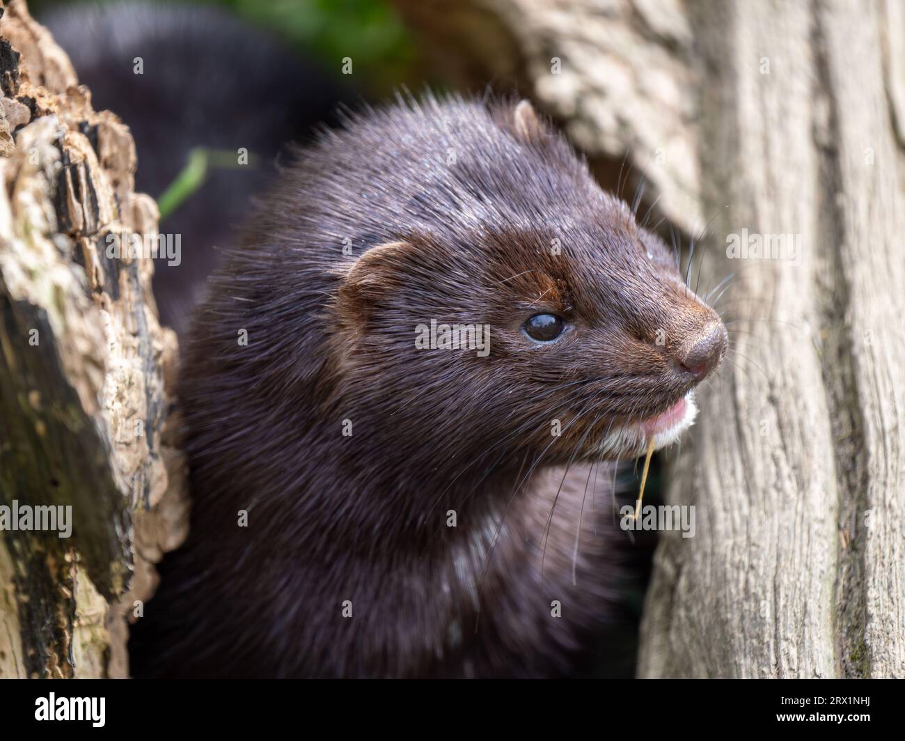 Minks hi-res stock photography and images - Alamy