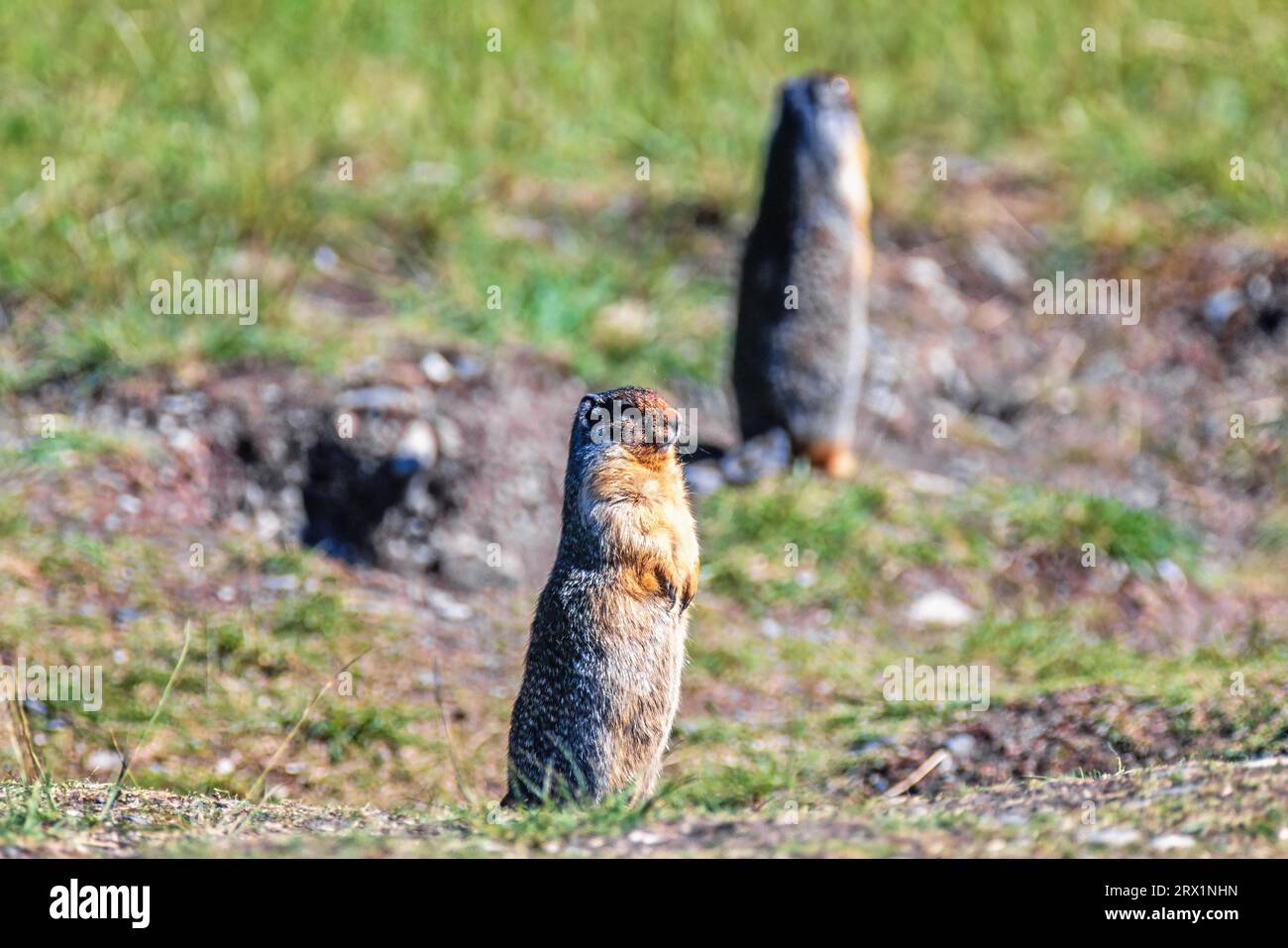 Columbian (Urocitellus columbianus) ground squirrels guard outside ...