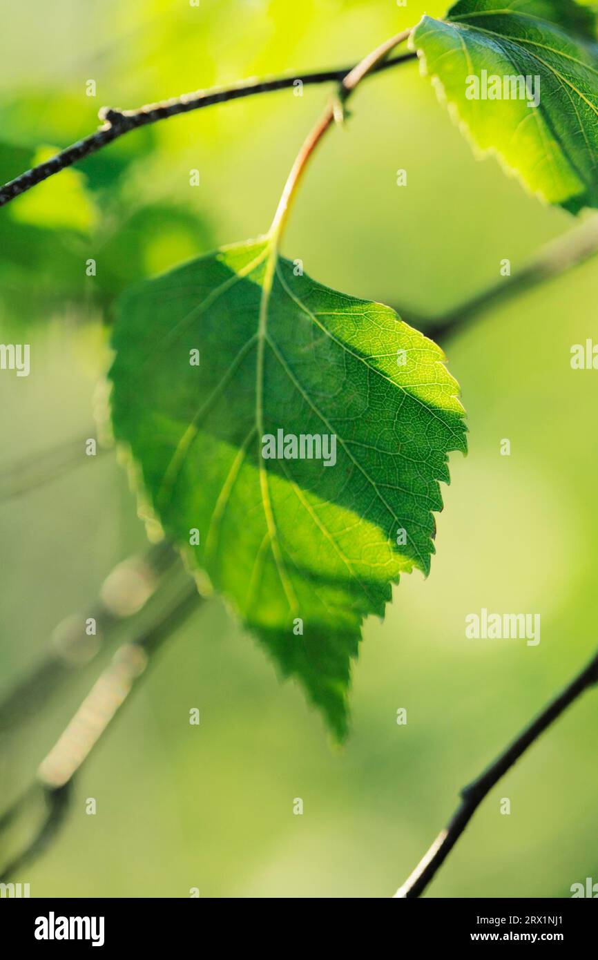 A Birch leaf. Very short depth of field Stock Photo - Alamy