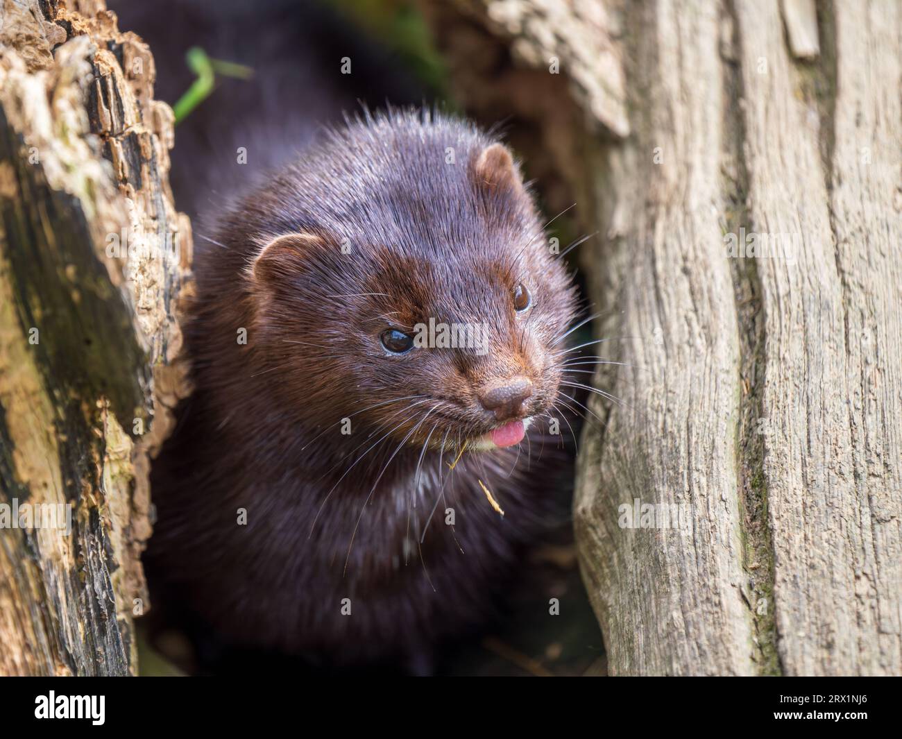 Minks hi-res stock photography and images - Alamy