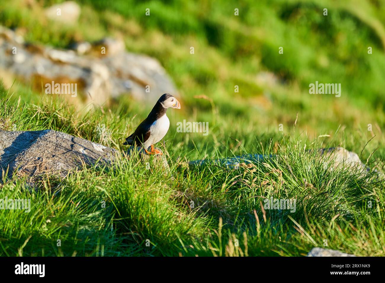 Cute and adorable Puffin seabird, fratercula, sitting in a breeding ...