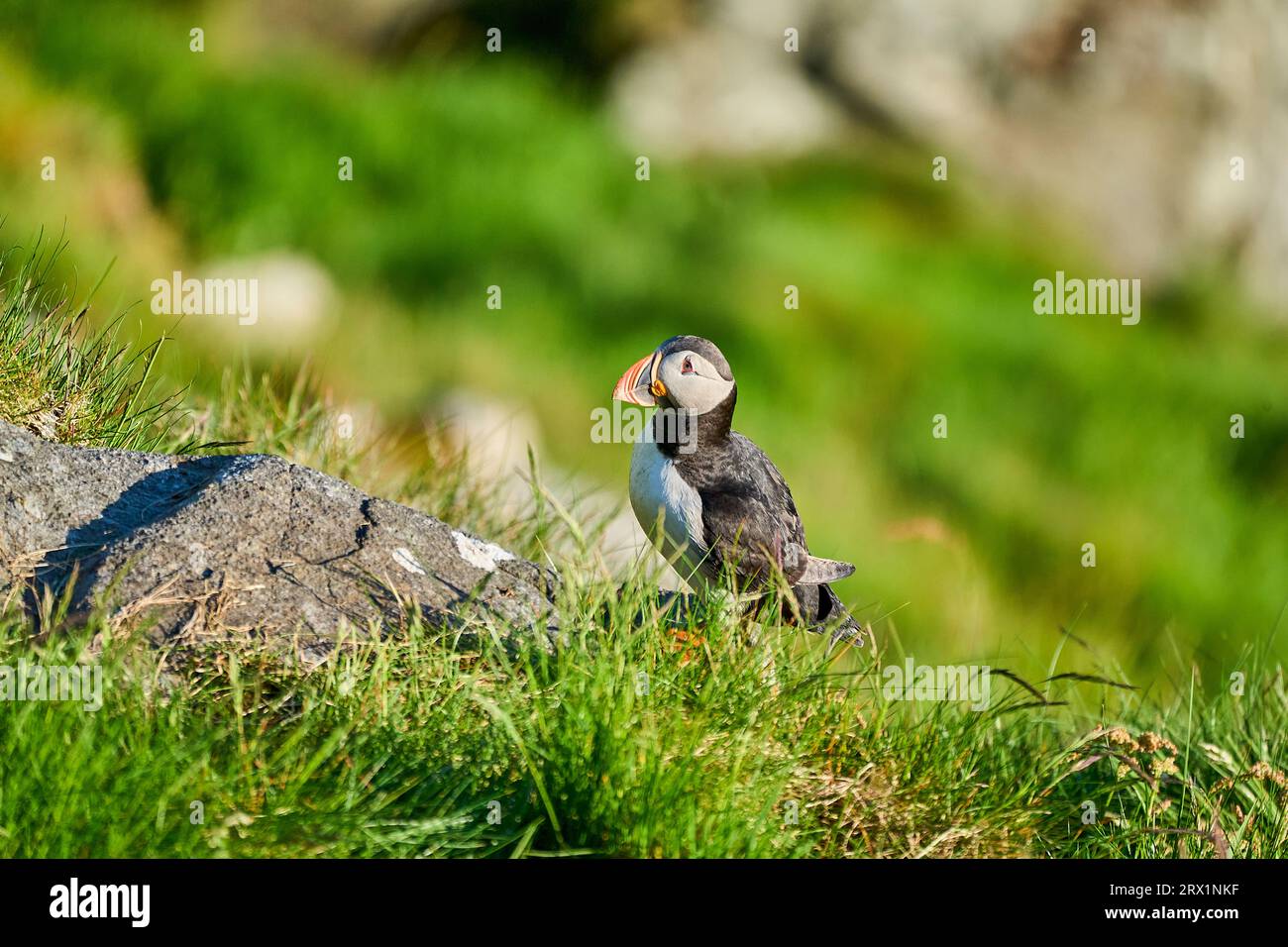 Cute and adorable Puffin seabird, fratercula, sitting in a breeding ...