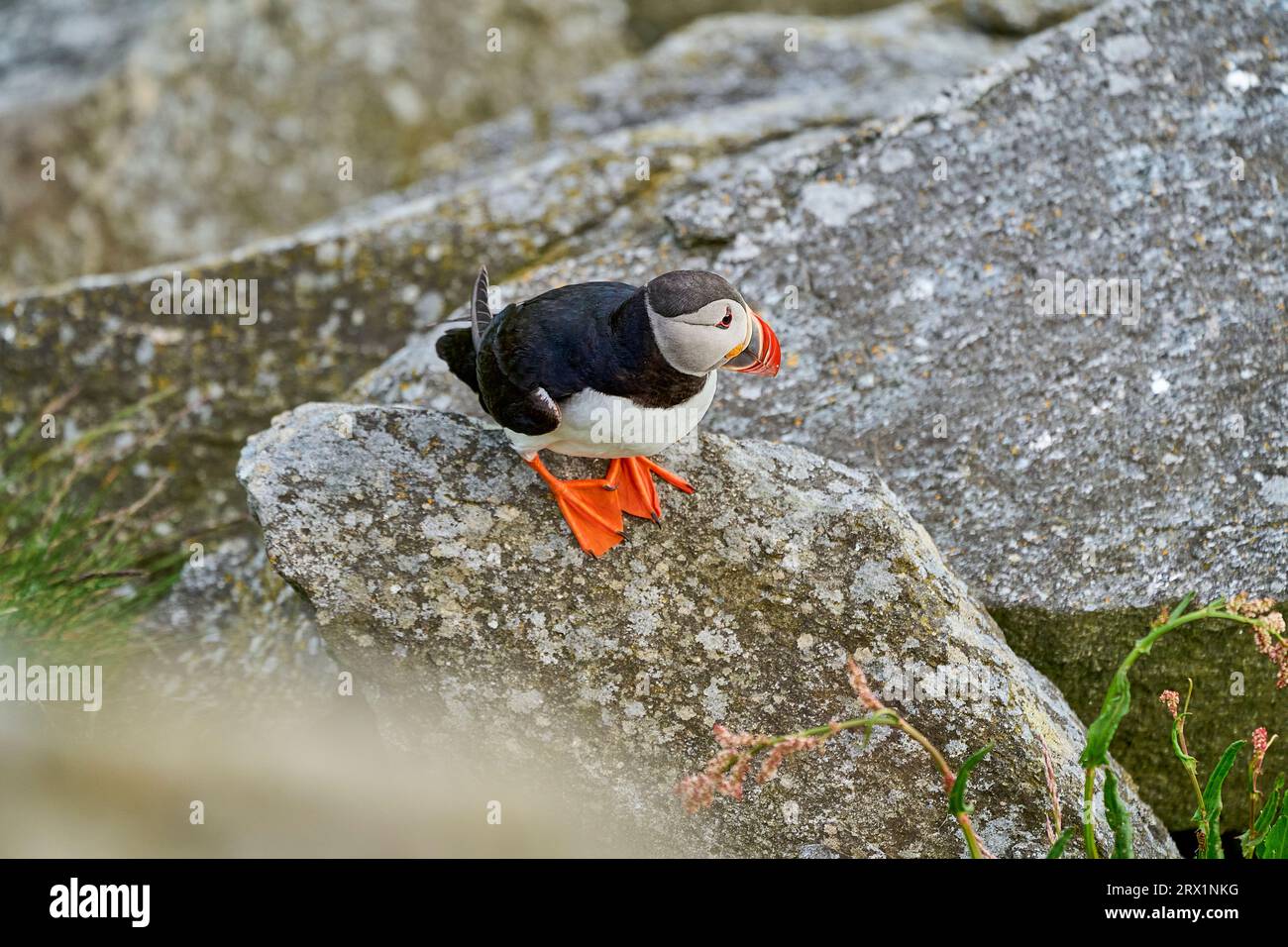 Cute and adorable Puffin seabird, fratercula, sitting in a breeding ...