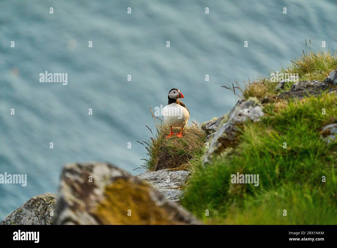 Cute and adorable Puffin seabird, fratercula, sitting in a breeding ...