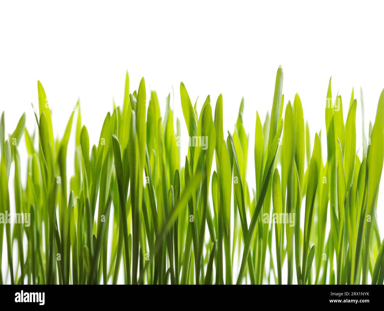 Small green barley seedlings growing Stock Photo - Alamy
