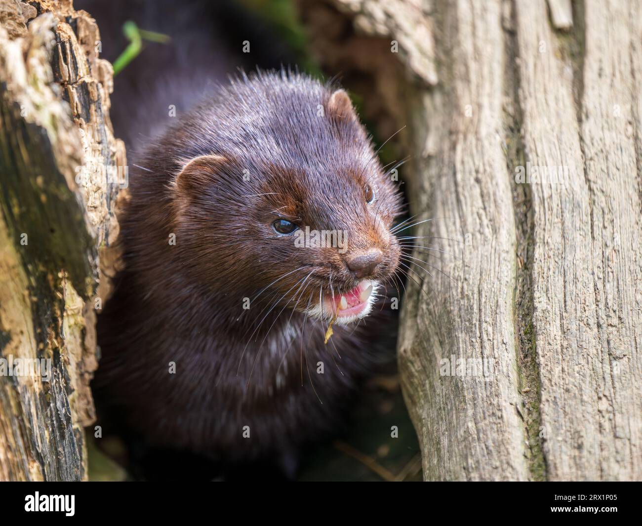 Minks hi-res stock photography and images - Alamy