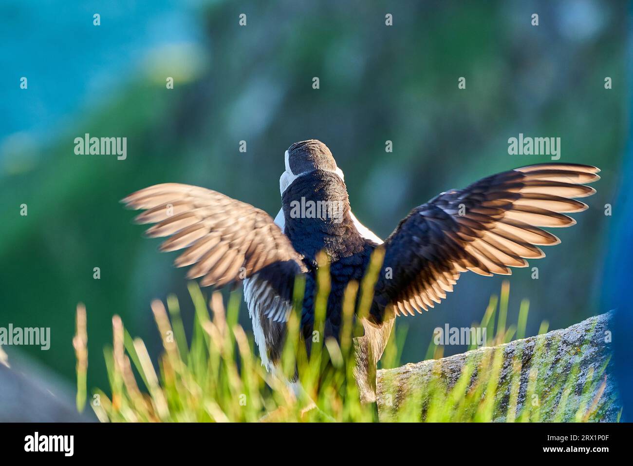 Cute and adorable Puffin seabird, fratercula, sitting in a breeding ...