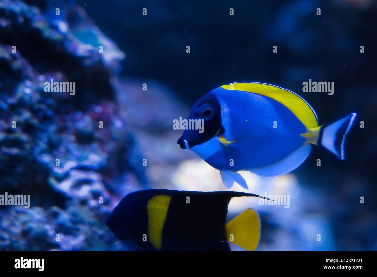 blue surgeonfish, powder blue tang and powder-blue surgeonfish, is a ...