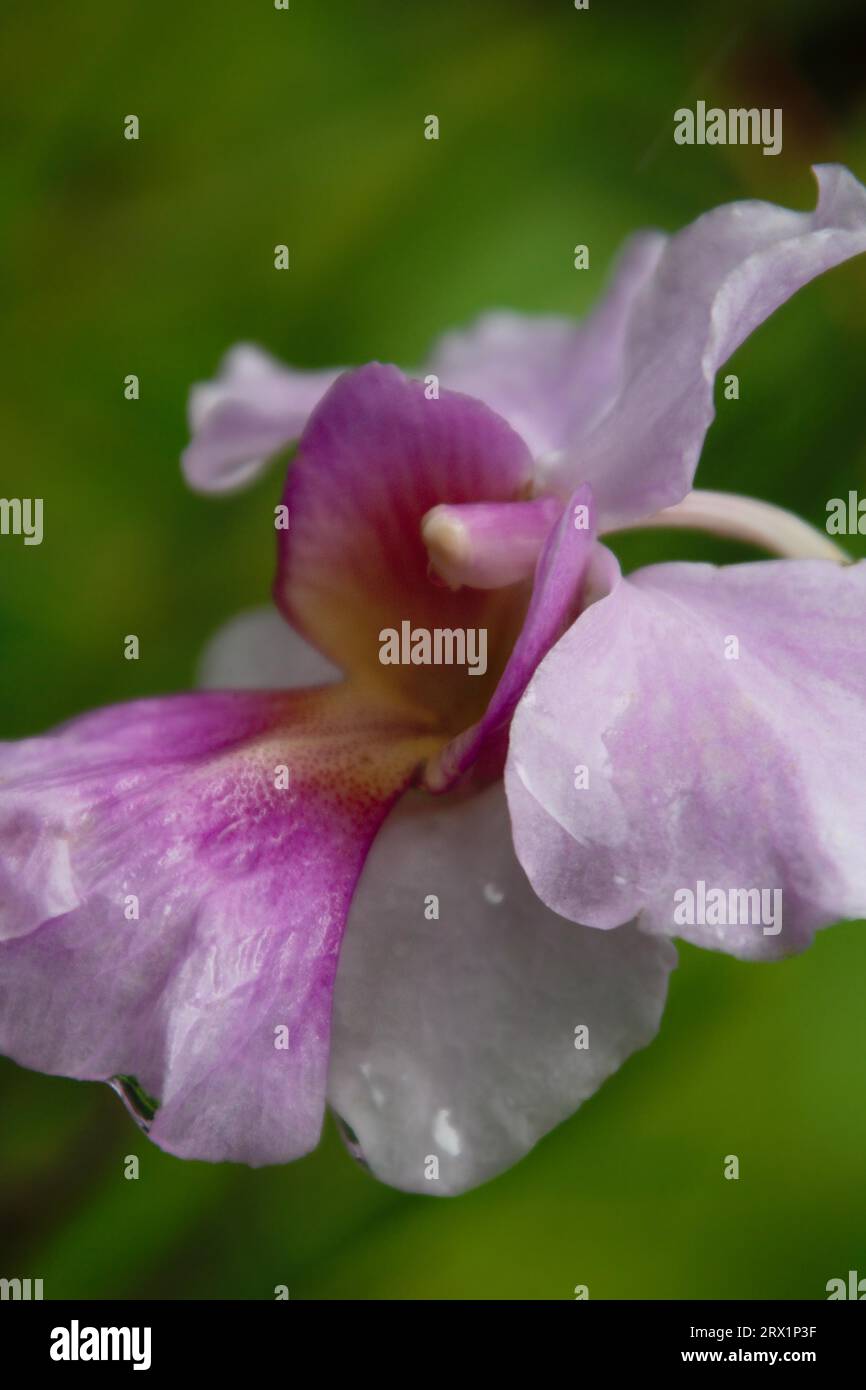 Dendrobium kingianum, Orchidee Stock Photo - Alamy