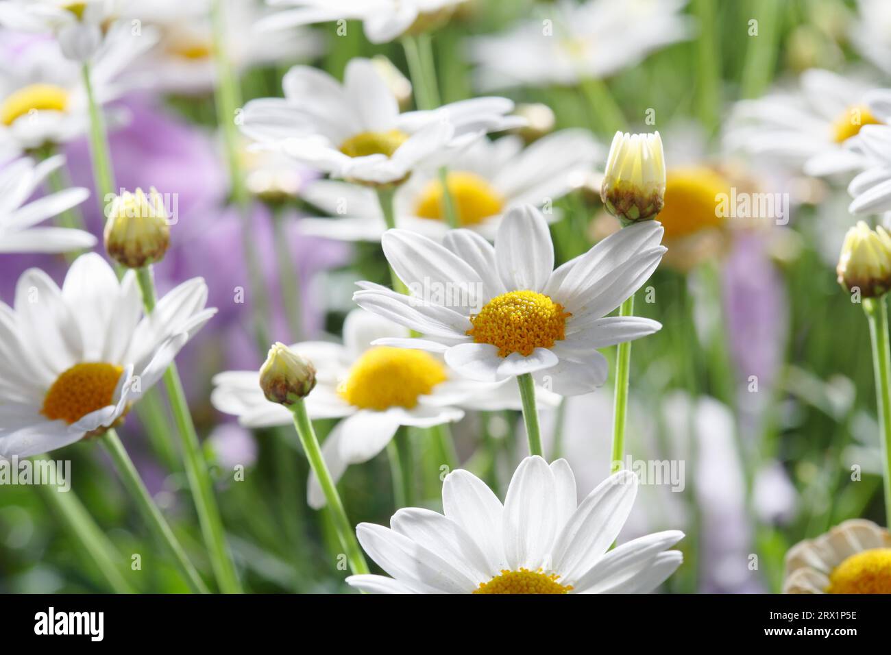Short depth of field plant hi-res stock photography and images - Alamy