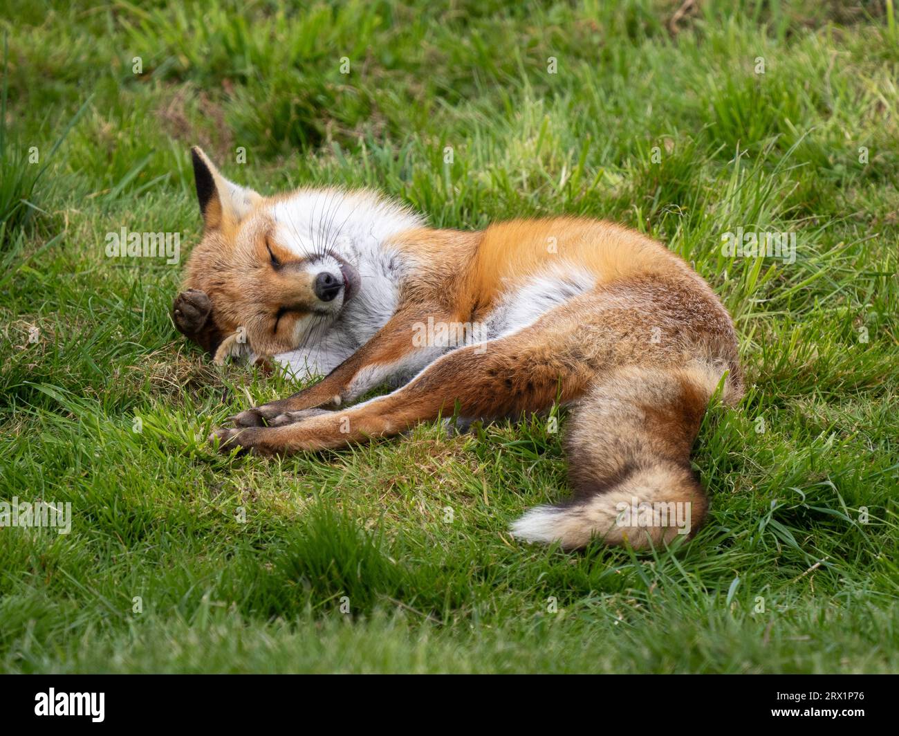 Red fox curled up hi-res stock photography and images - Alamy