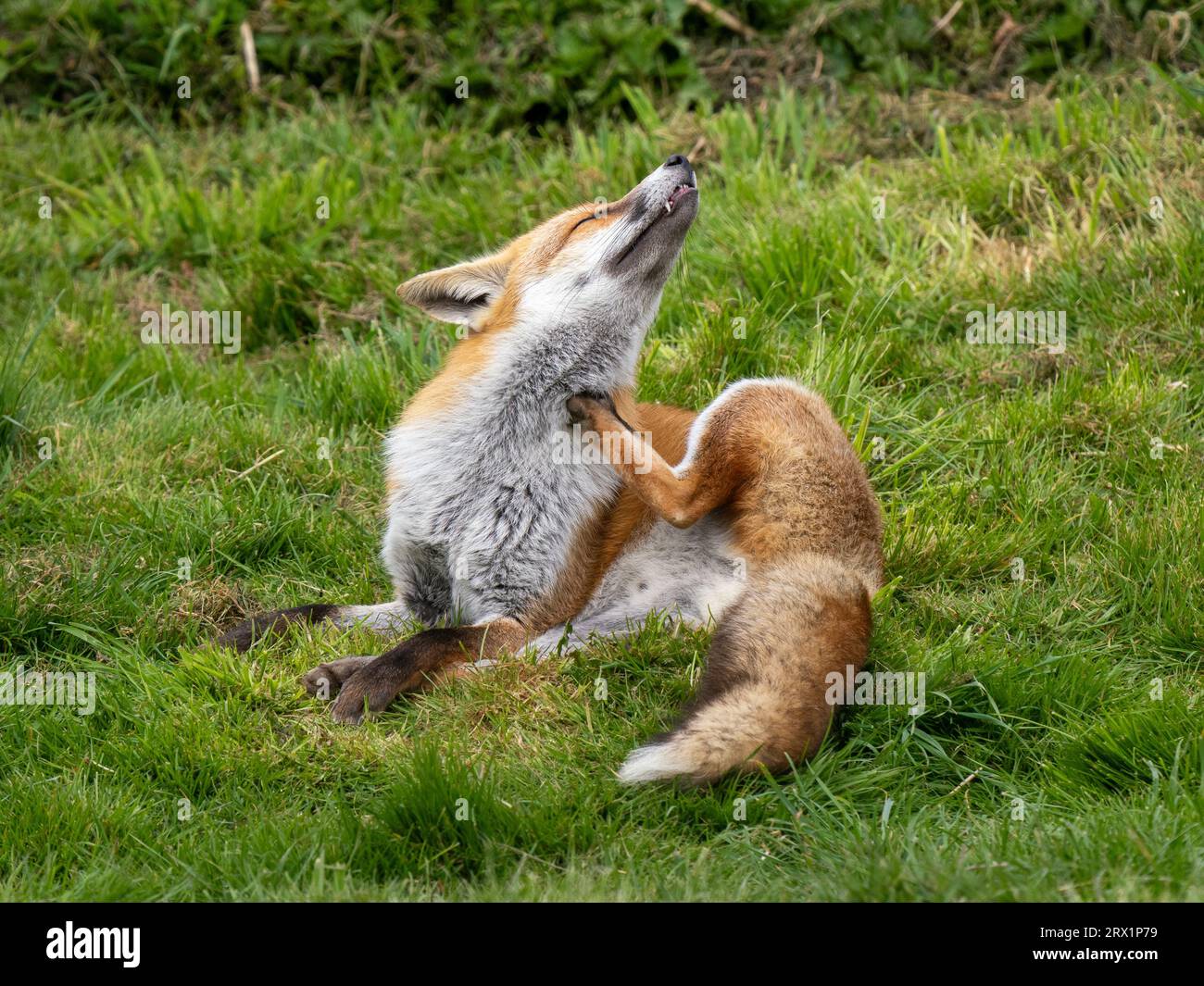 Red fox curled up hi-res stock photography and images - Alamy