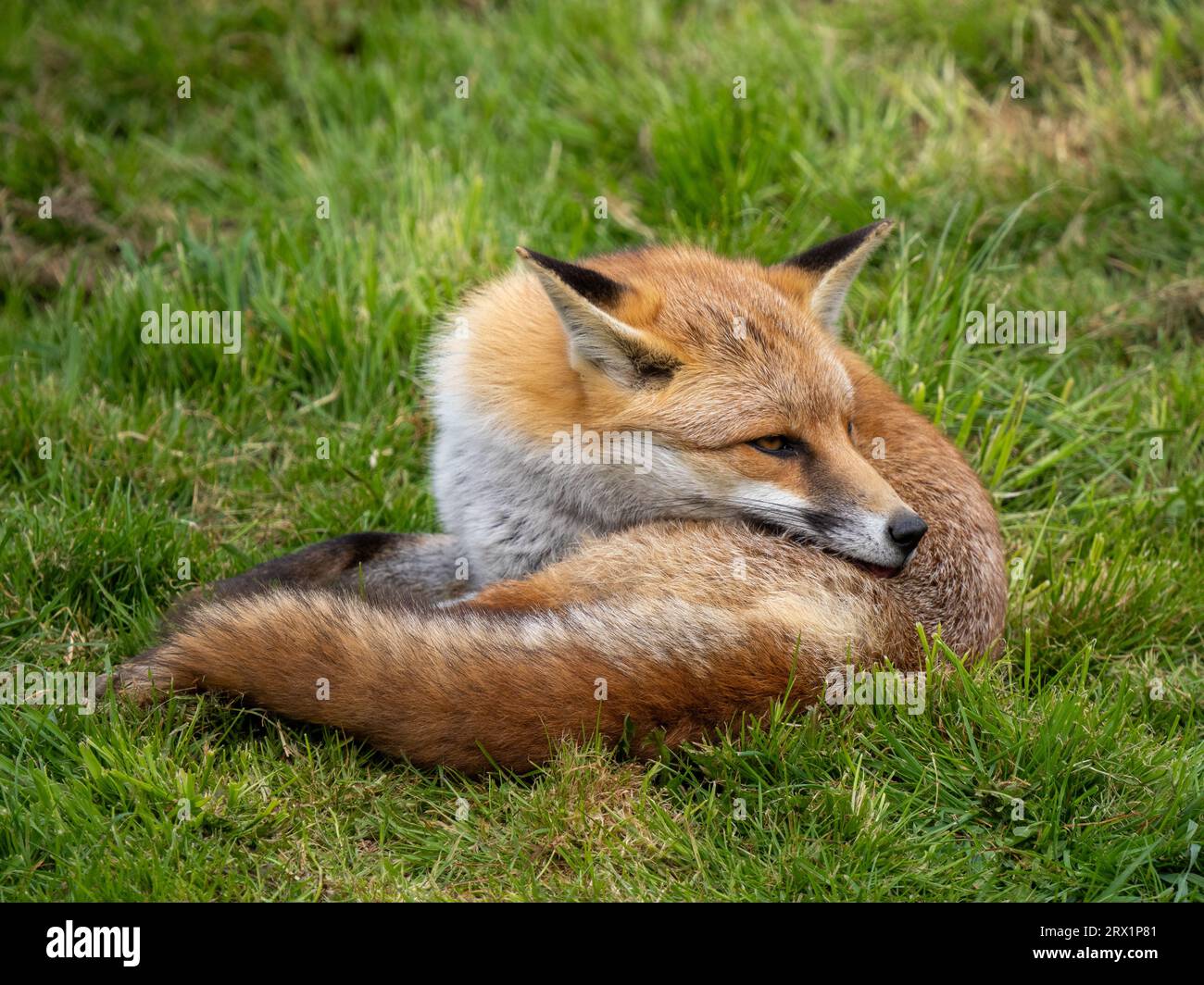 Red fox curled up hi-res stock photography and images - Alamy
