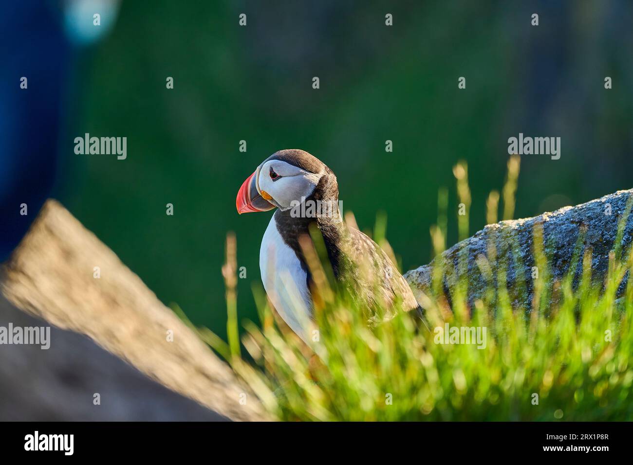 Cute and adorable Puffin seabird, fratercula, sitting in a breeding ...