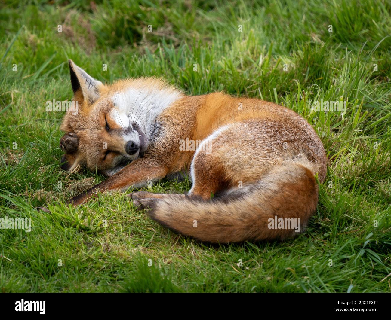 Red fox curled up hi-res stock photography and images - Alamy