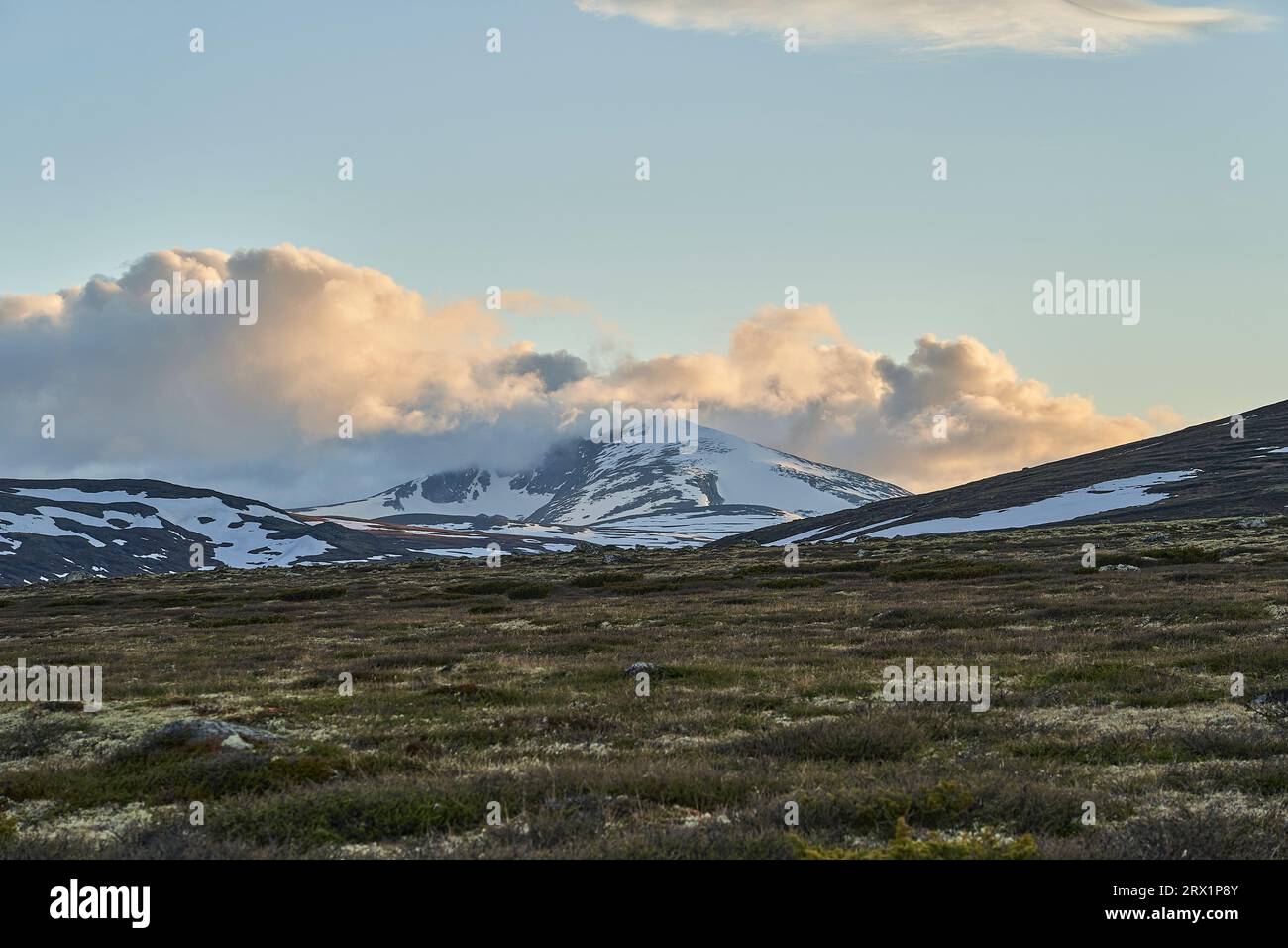 Landscape of the cold harsh tundra in Dovrefjell national park in the ...