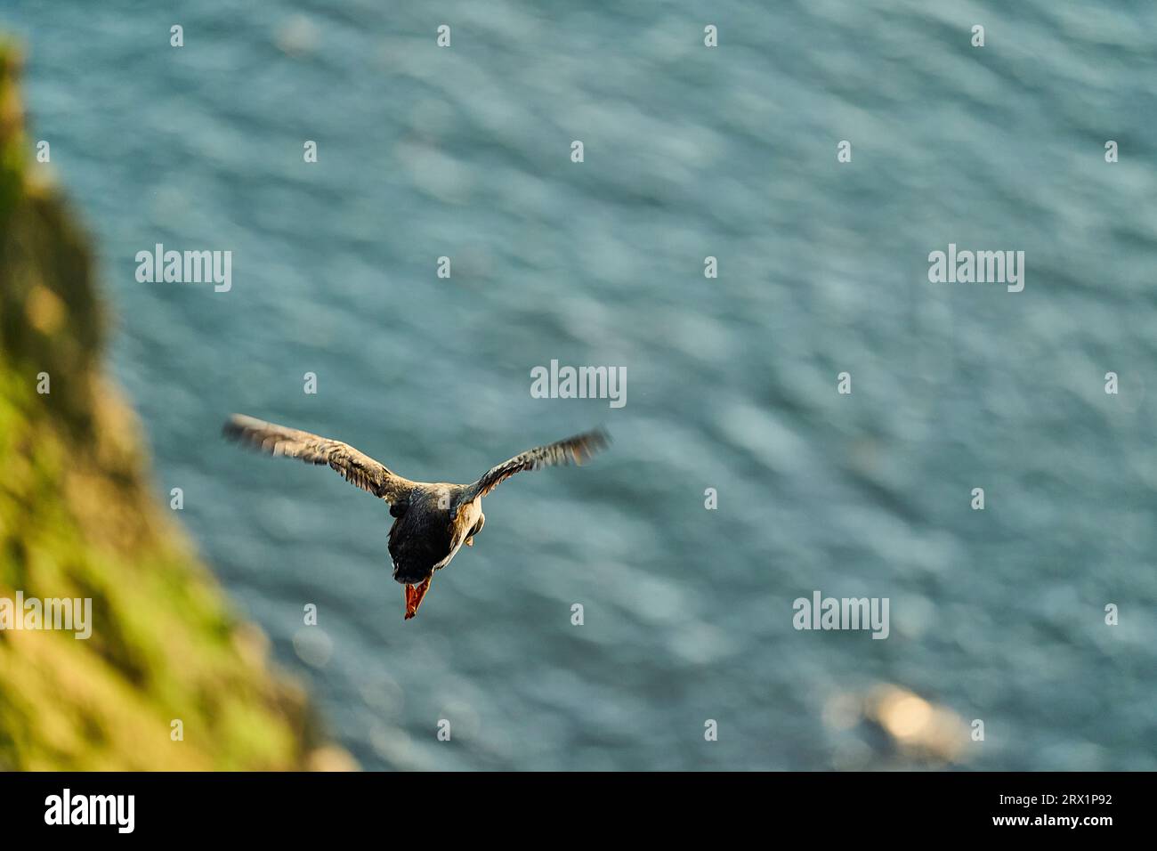 Cute and adorable Puffin seabird, fratercula, flying against the clear ...