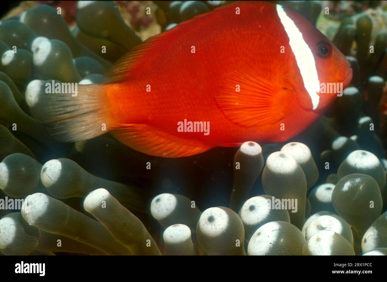 Red anemonefish hi-res stock photography and images - Alamy
