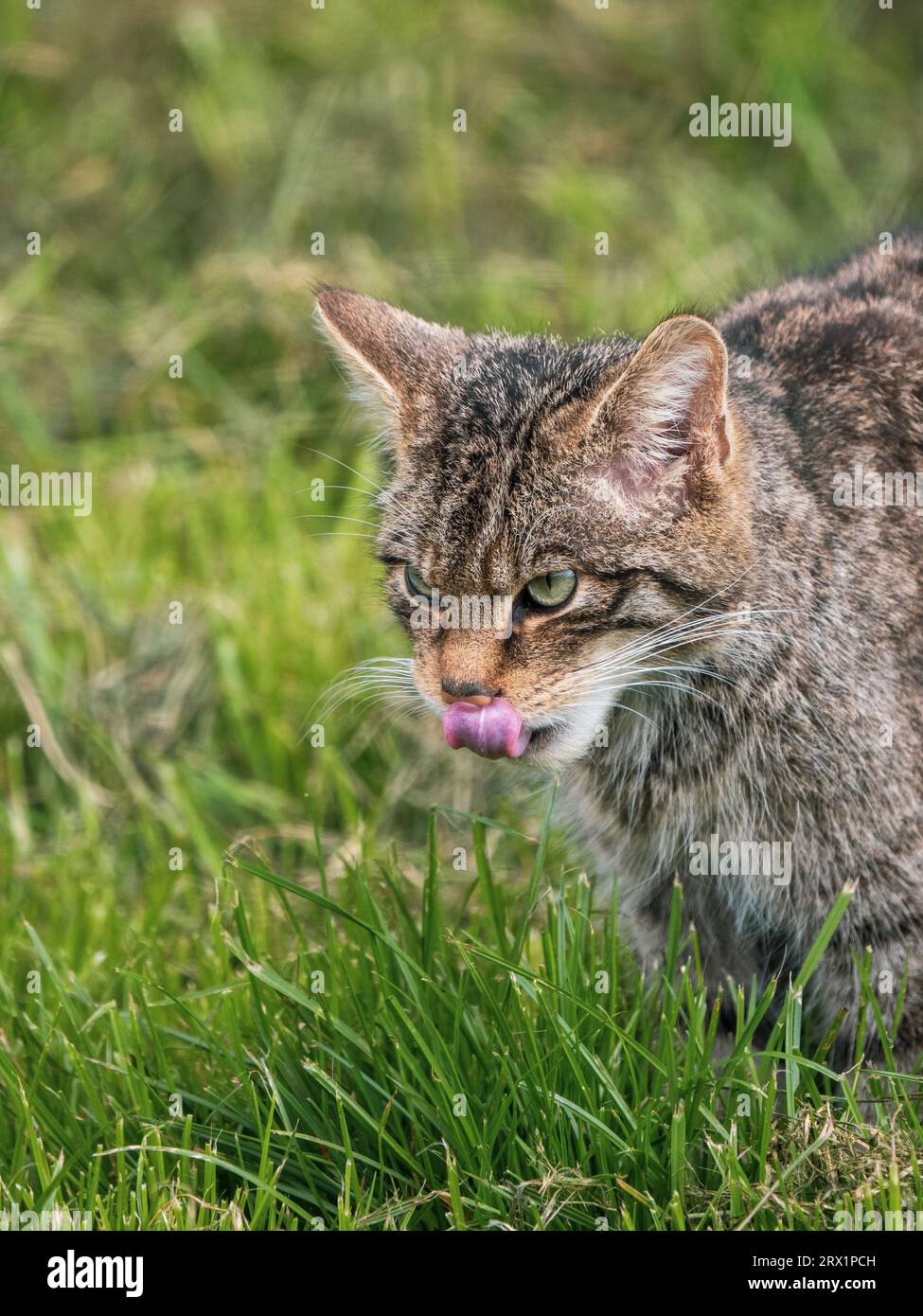 Scottish wildcat close up head hi-res stock photography and images - Alamy
