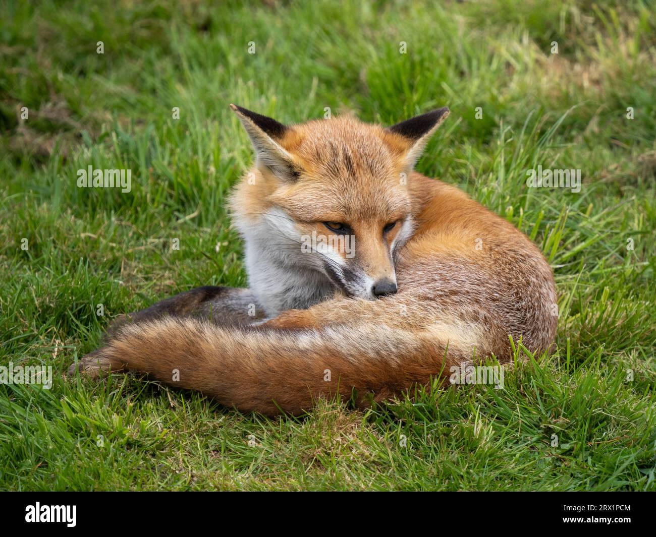 Red Fox Curled up on thr Grass Cleaning Stock Photo - Alamy