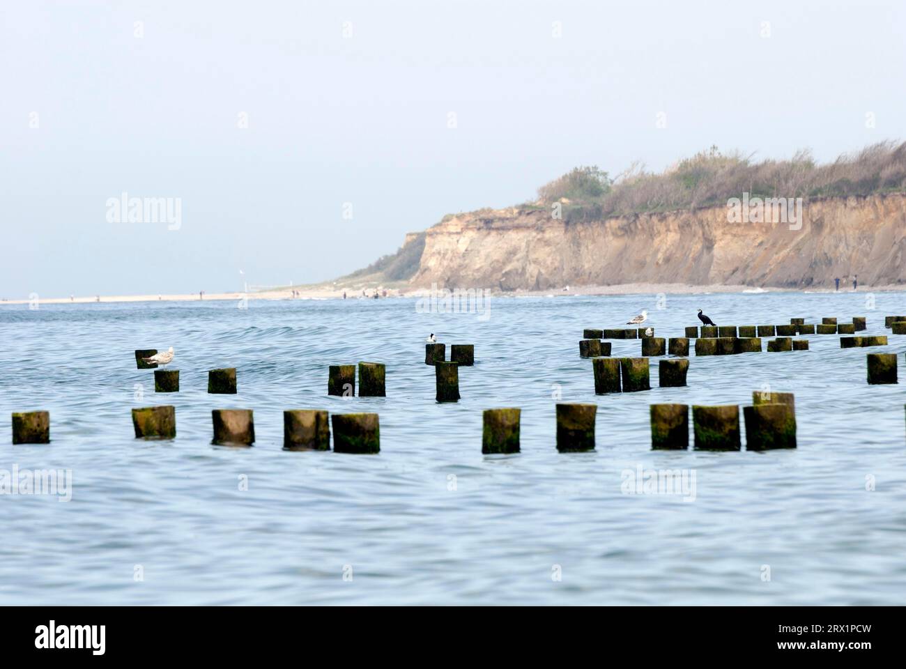 Baltic Sea, Darss, Germany Stock Photo - Alamy
