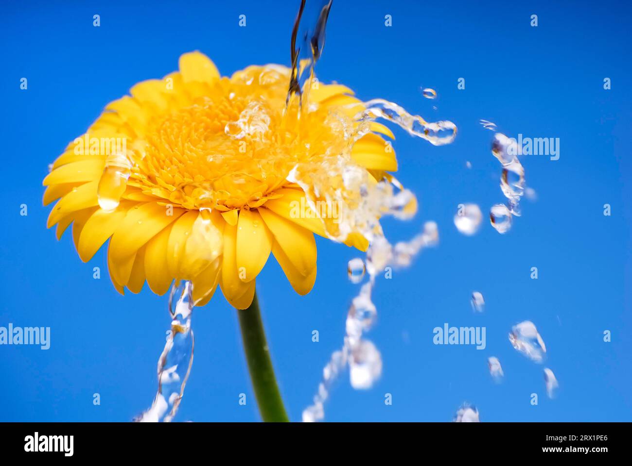 Water jet meets flower Stock Photo - Alamy