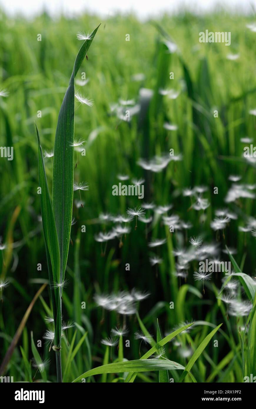 Flight pollen hi-res stock photography and images - Alamy